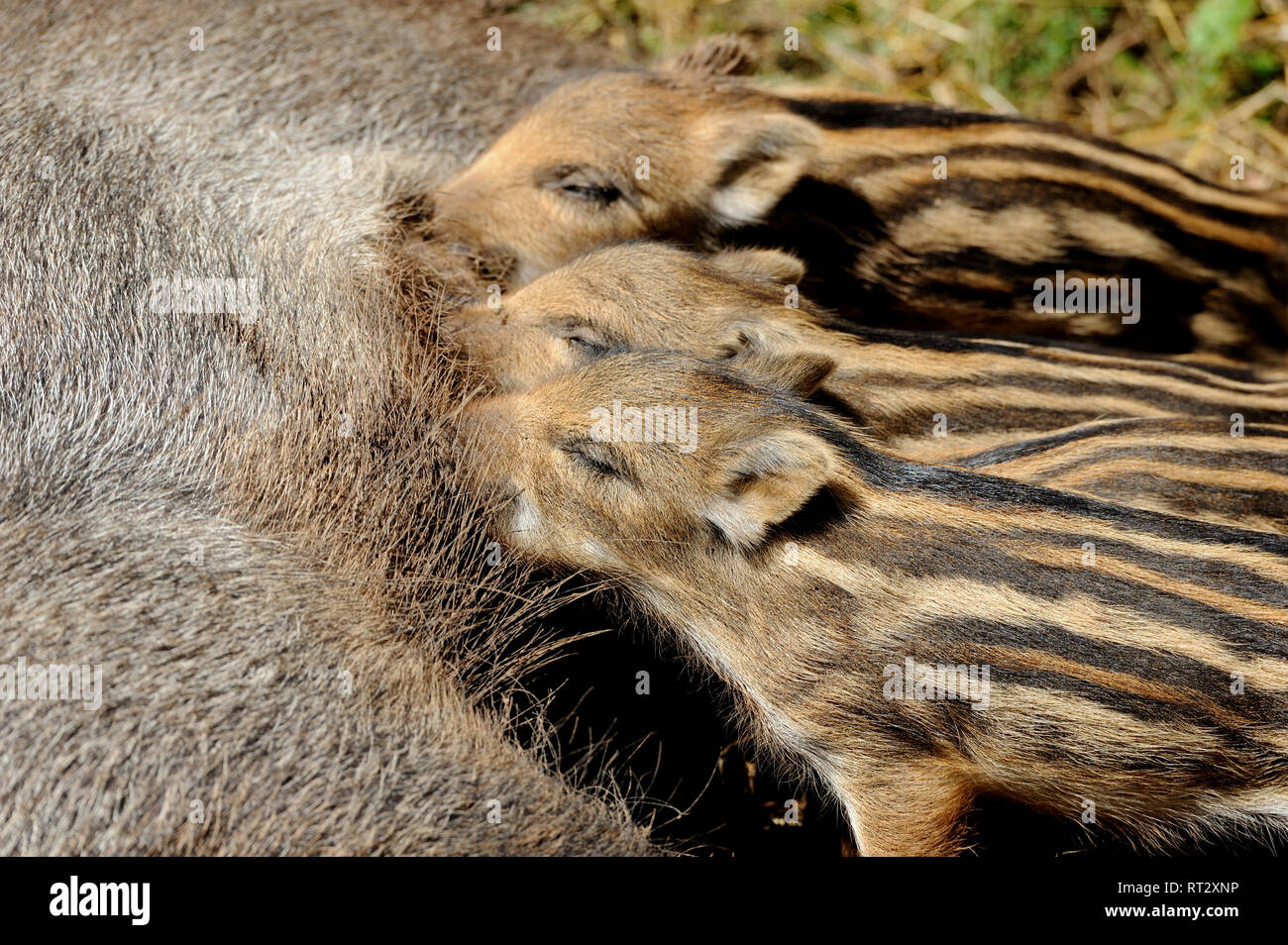 Pigs, real pigs, young wild boars, cloven-hoofed animals, sow, making a ...