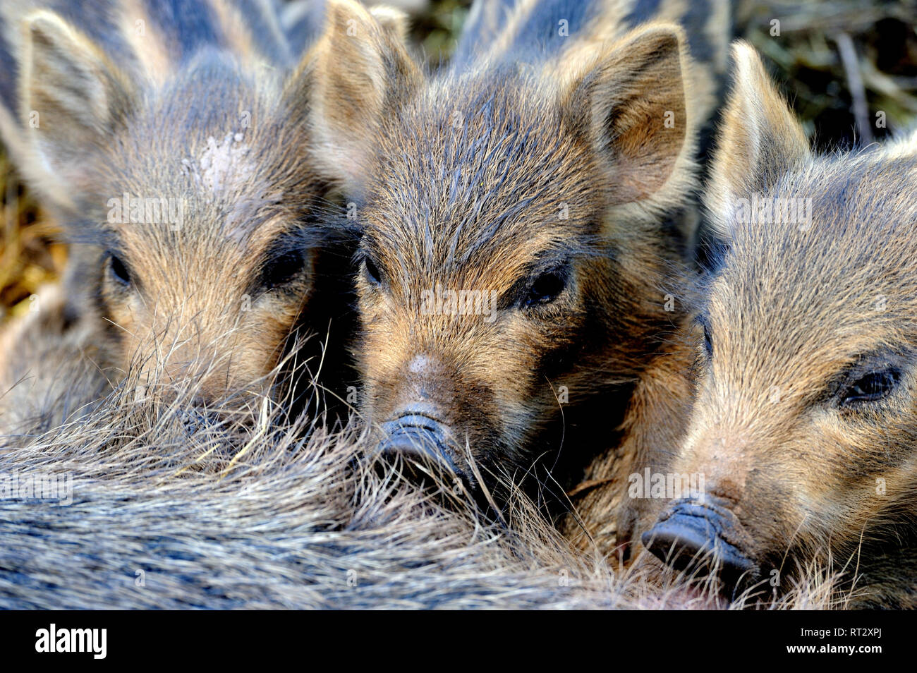 Pigs, real pigs, cloven-hoofed animals, sow, making a mess, black smock ...
