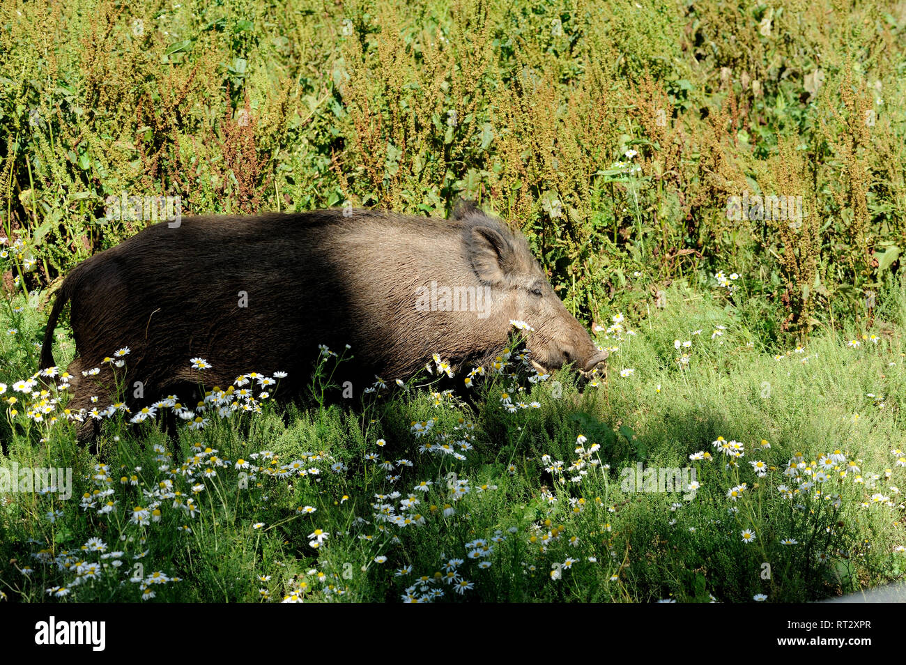 Pigs, real pigs, cloven-hoofed animals, sow, making a mess, black smock ...