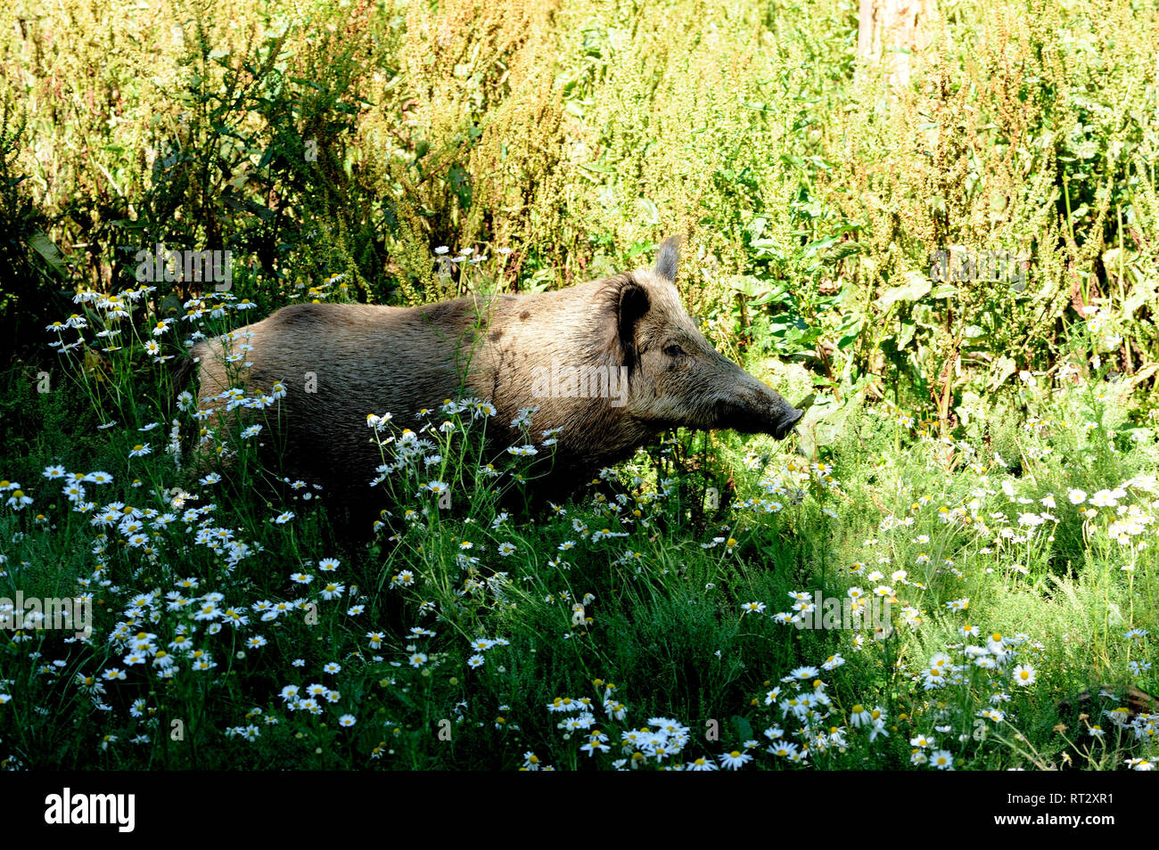 Pigs, real pigs, cloven-hoofed animals, sow, making a mess, black smock ...