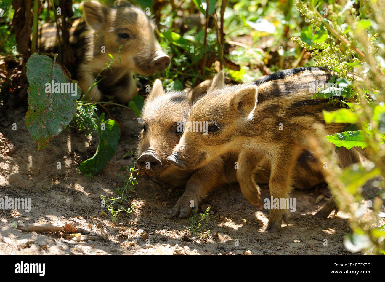 Pigs, real pigs, young wild boars, cloven-hoofed animals, sow, making a ...