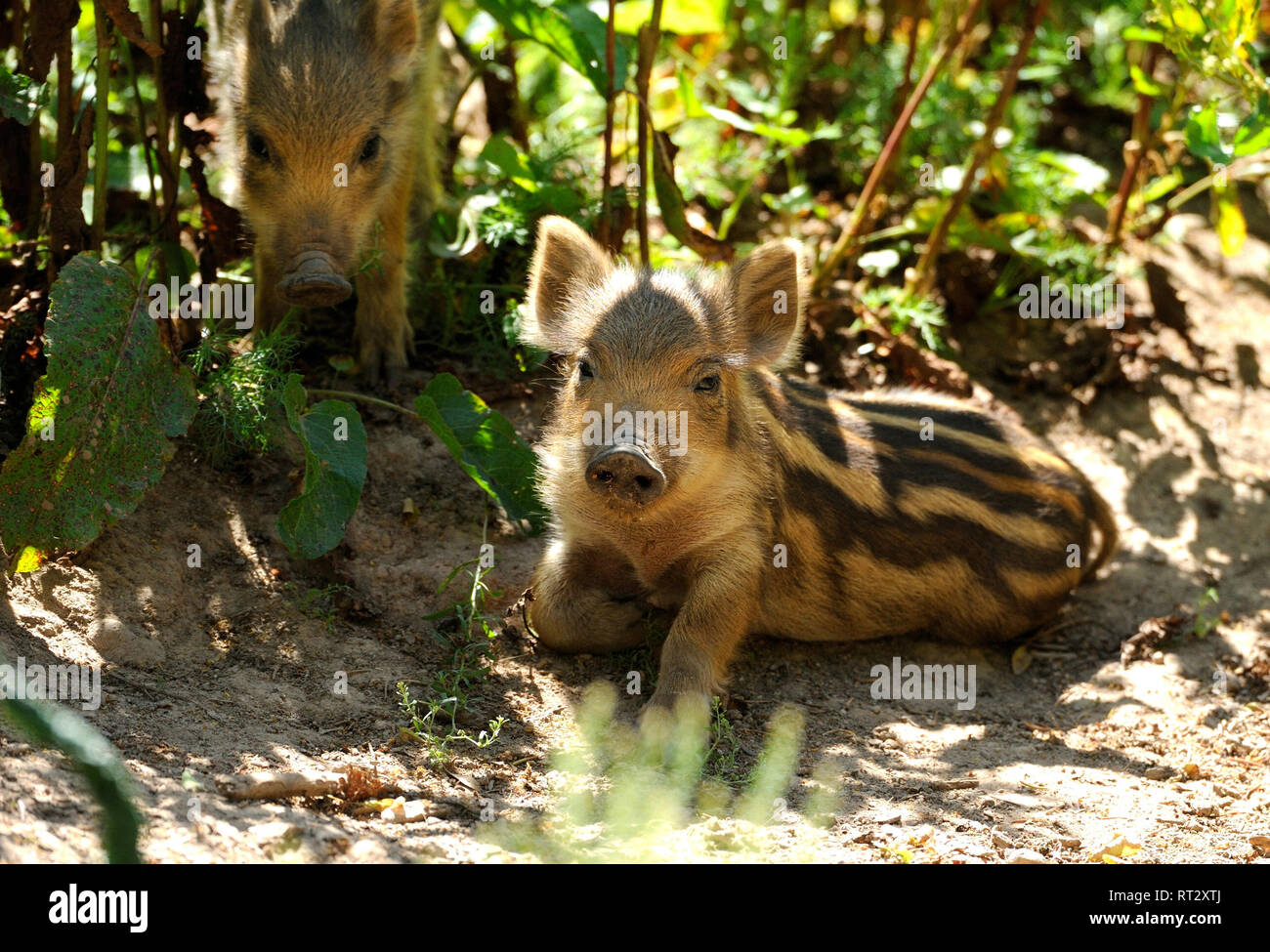 Pigs, real pigs, young wild boars, cloven-hoofed animals, sow, making a ...