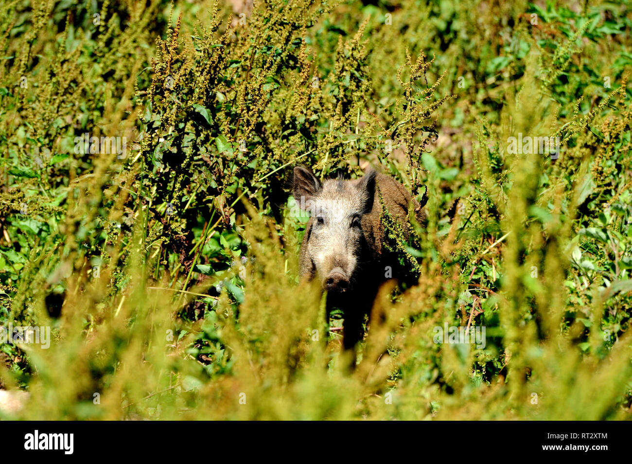 Pigs, real pigs, cloven-hoofed animals, sow, making a mess, black smock ...