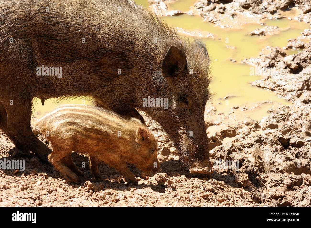 Pigs, real pigs, young wild boars, cloven-hoofed animals, sow, making a ...