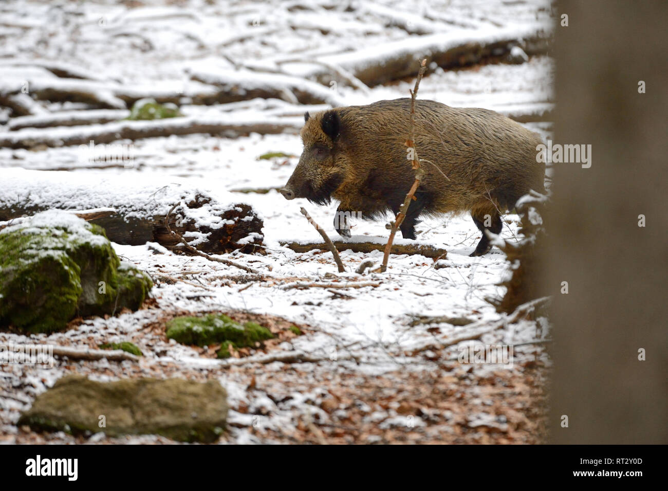Pigs, real pigs, cloven-hoofed animals, sow, making a mess, making a ...