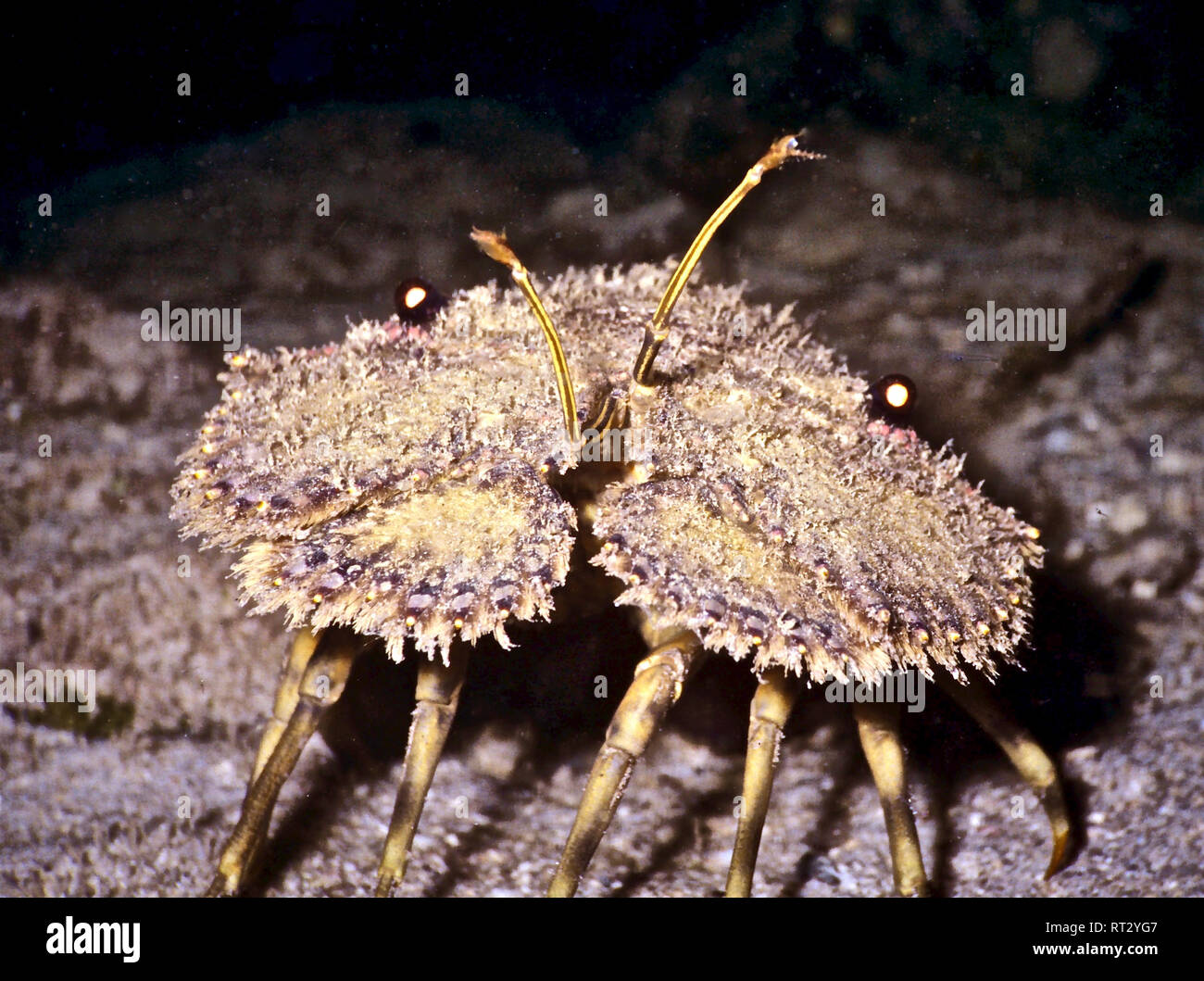 Muddy substrates hi-res stock photography and images - Alamy