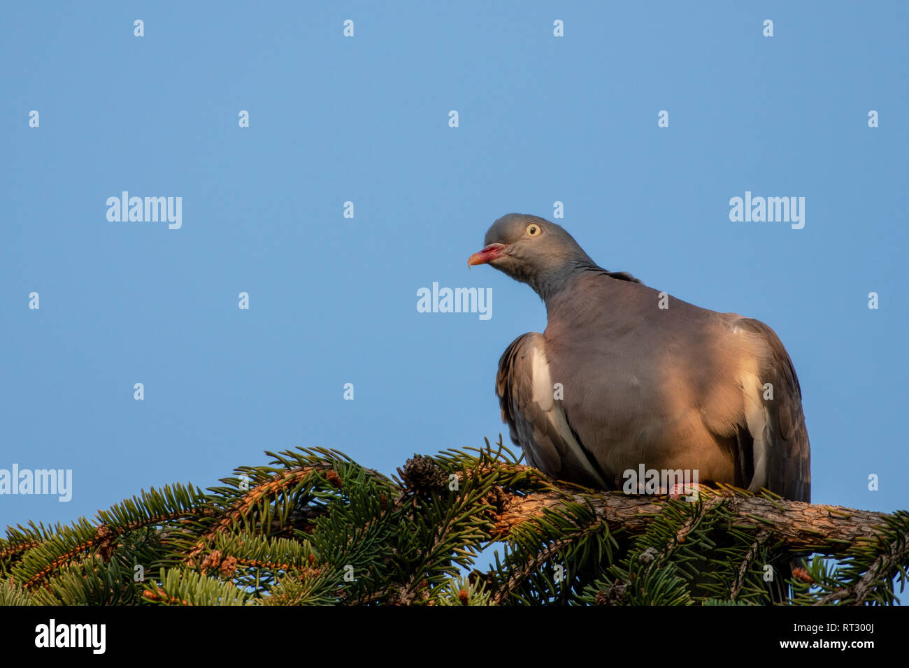 Neck stretched hi-res stock photography and images - Alamy