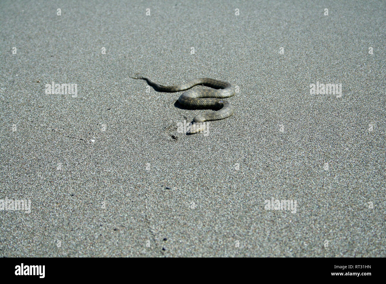 wild snake on the beach in Montenegro Stock Photo - Alamy