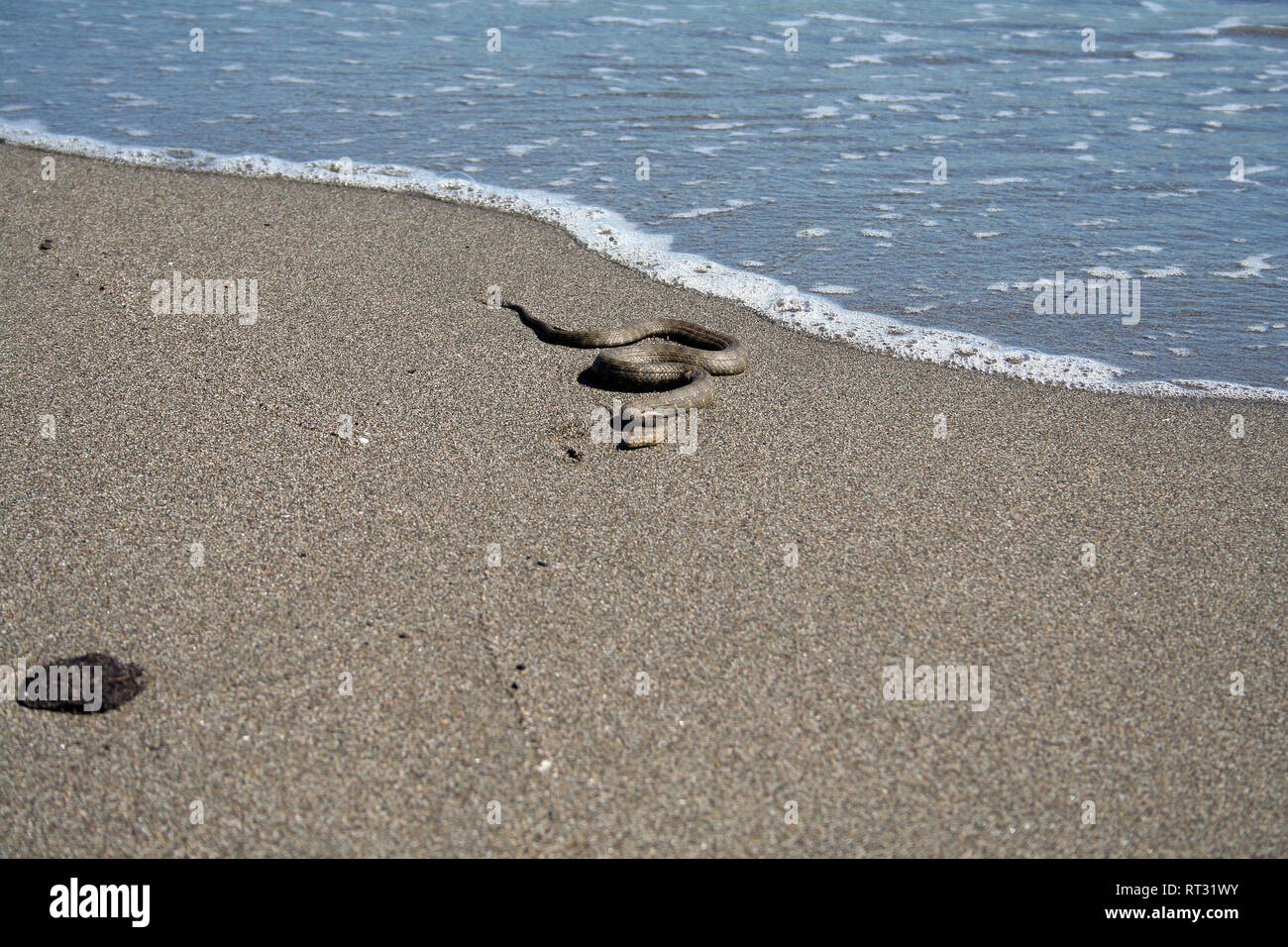 wild snake on the beach in Montenegro Stock Photo - Alamy