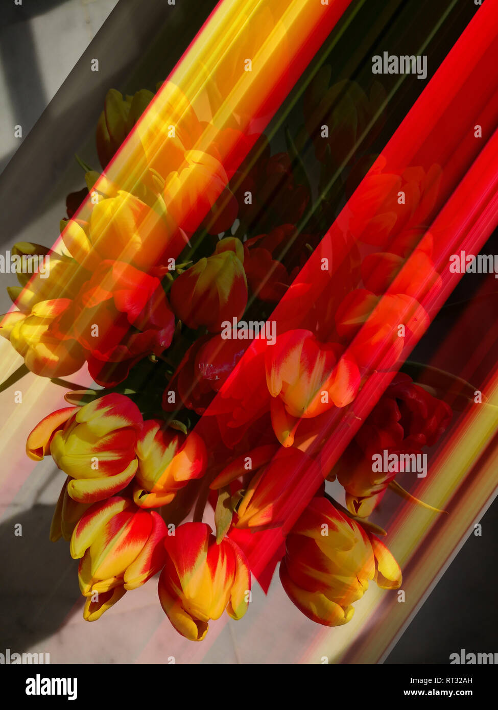 Big bouquet of red and yellow tulips, motion effect and top view Stock ...