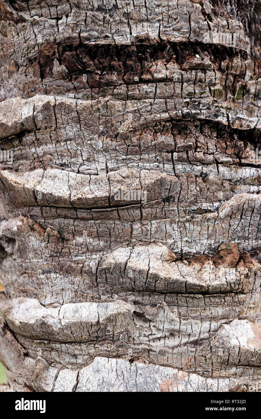 Palm tree bark texture. Tropical rough wood structure background Stock ...
