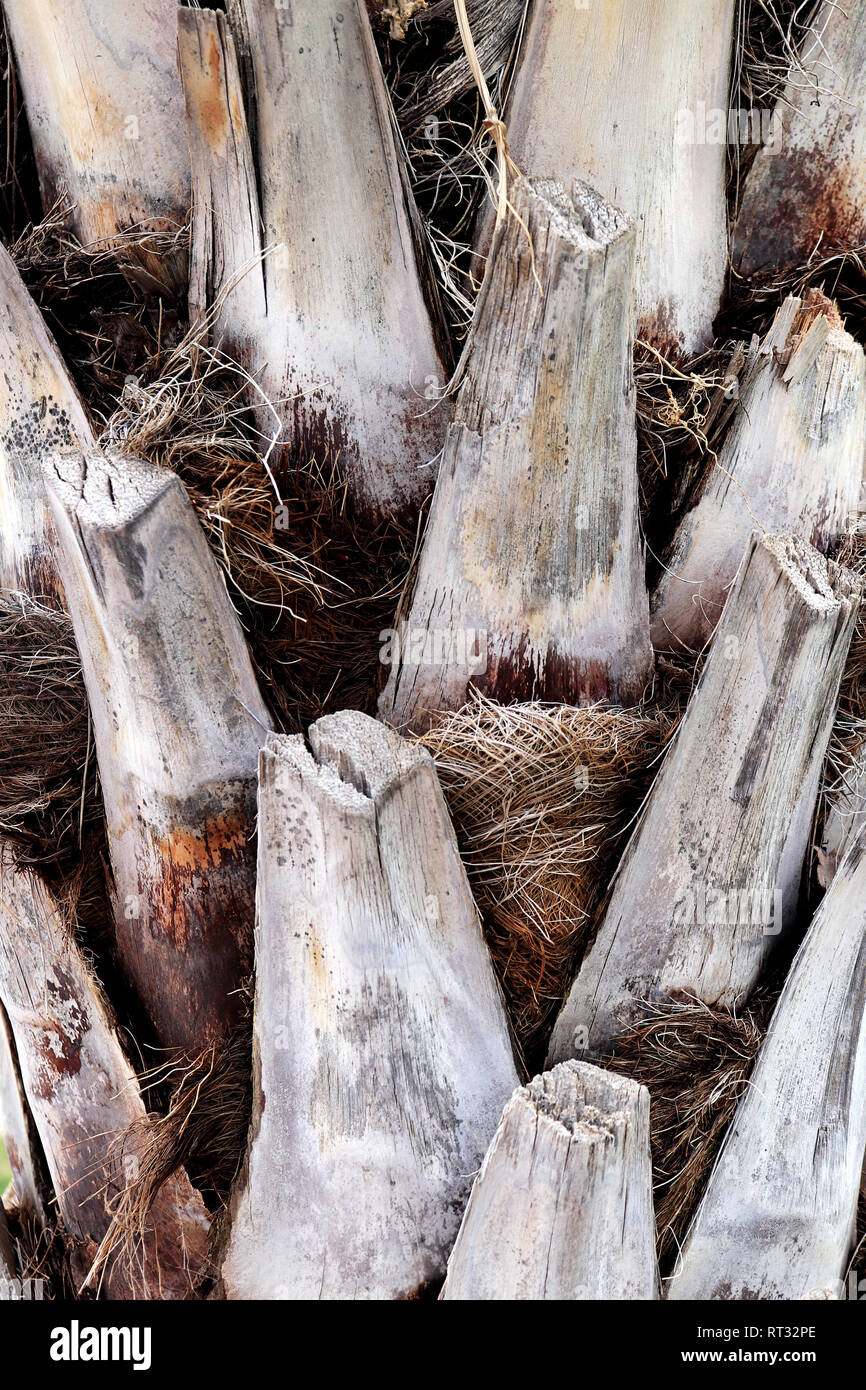 Cut branches texture hi-res stock photography and images - Alamy