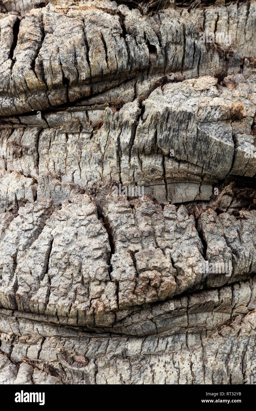 Palm tree wood hi-res stock photography and images - Alamy