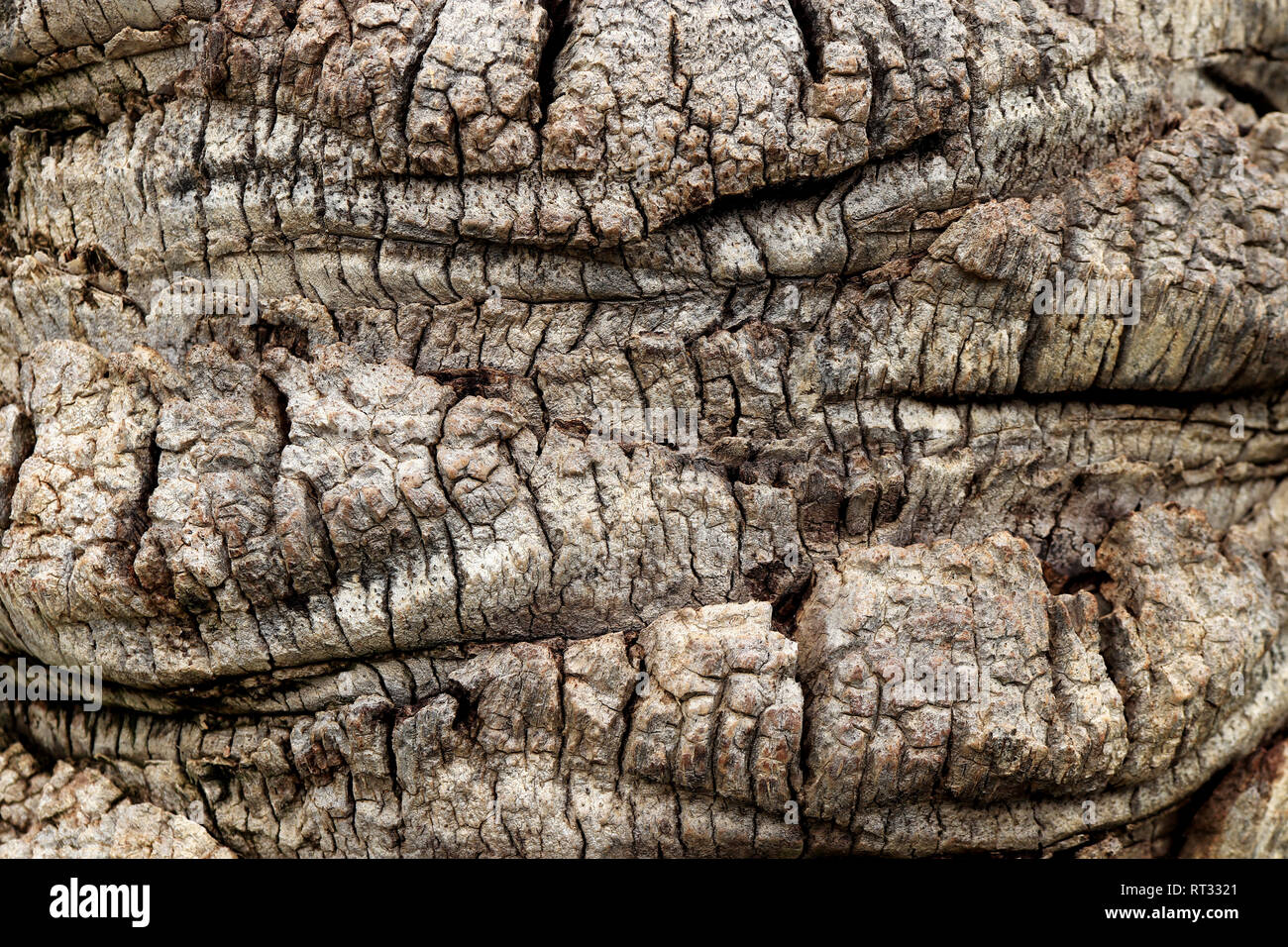 Palm tree bark texture Stock Photo - Alamy Palm tree bark texture Stock Photo - Alamy