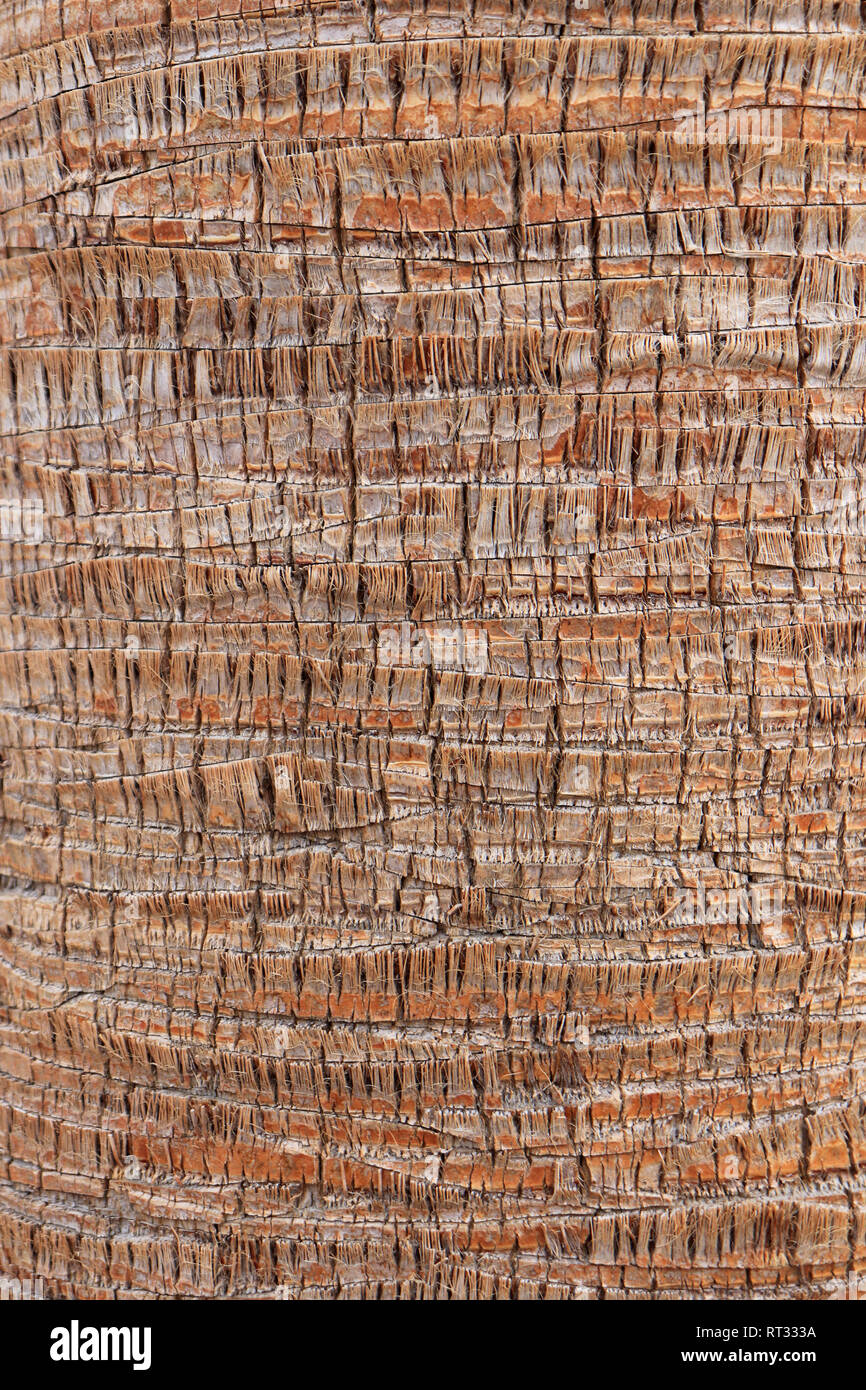 Palm Tree Trunk Pattern