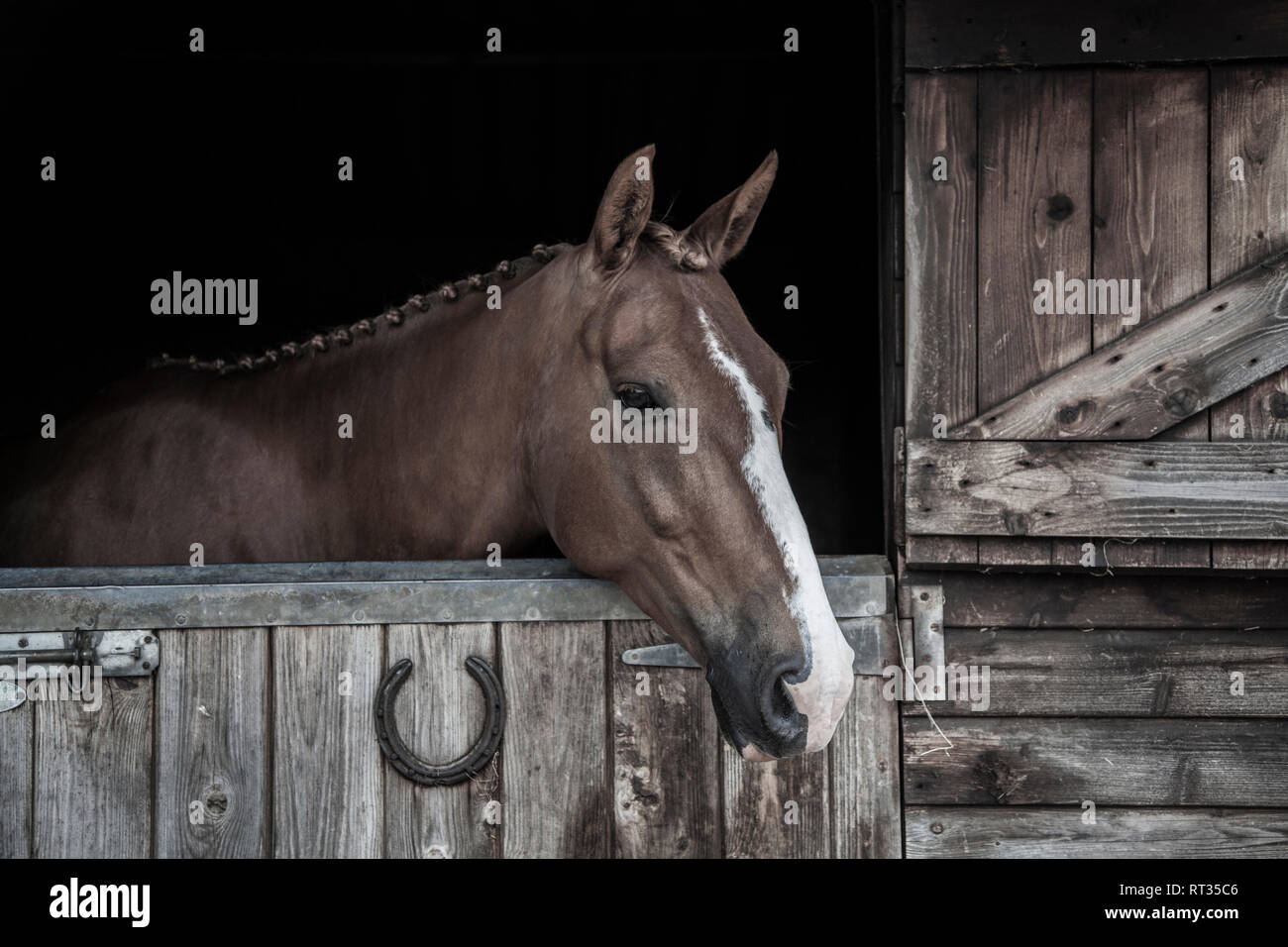 Brown horse with white nose flash, in wooden stable, with just his head ...