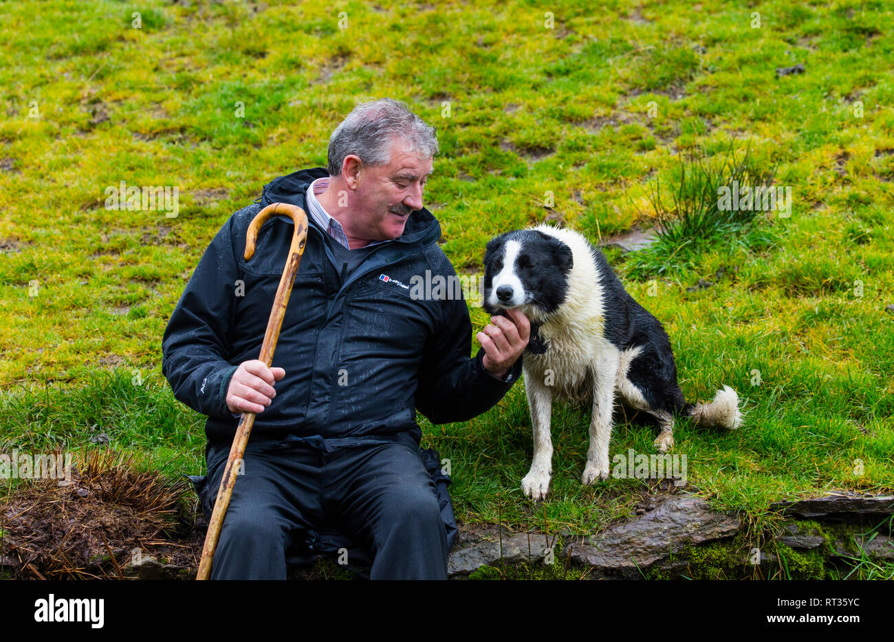 Farmer Brendan Ferris, Sheep-dog Trial, Caitins, Kells Area, Ring of ...
