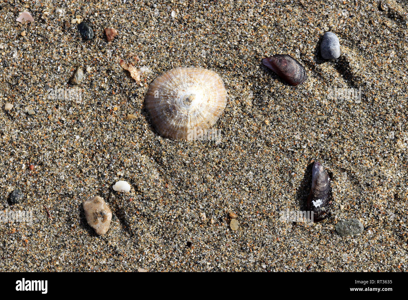 Sand stones shells texture hi-res stock photography and images - Alamy