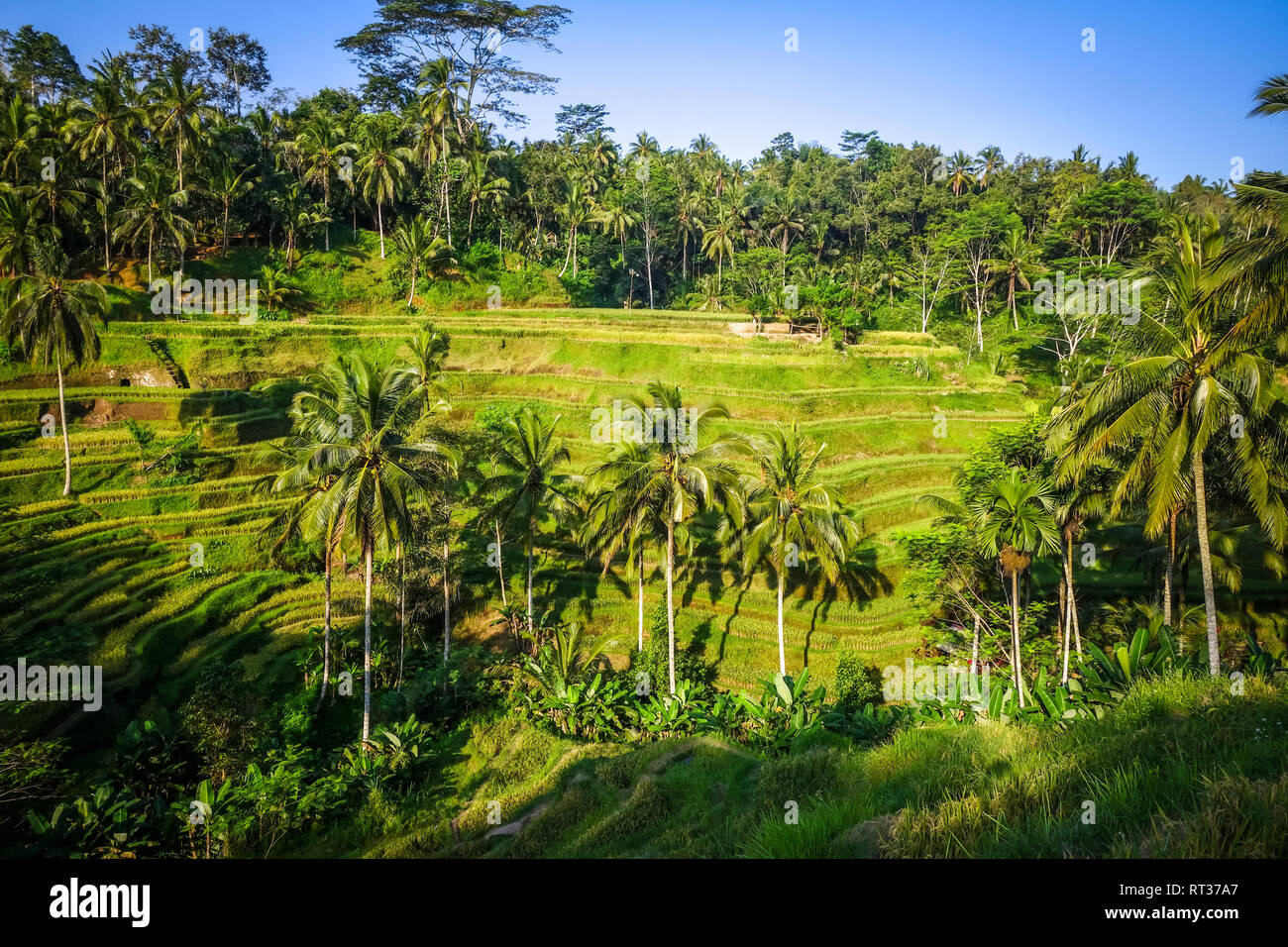 Paddy field rice terraces in ceking, Ubud, Bali, Indonesia Stock Photo ...