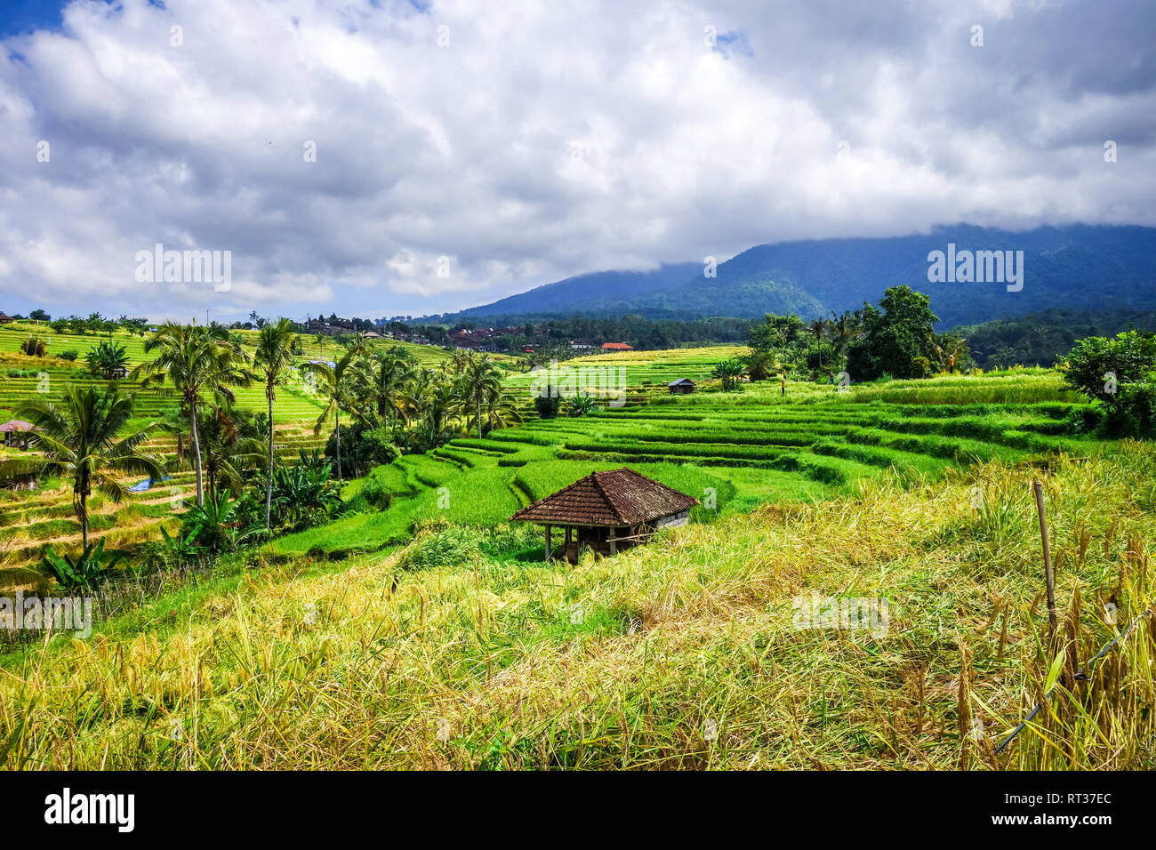 Jatiluwih paddy field rice terraces in Bali, Indonesia Stock Photo - Alamy