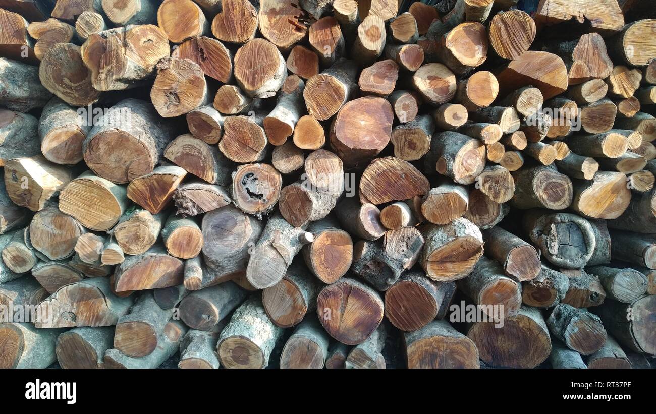The Closeup view of end cut wood tree section with cracks and annual ...