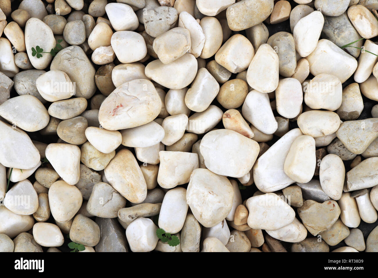 Beach stones surface. White sea pebble cobblestones texture. Marine ...