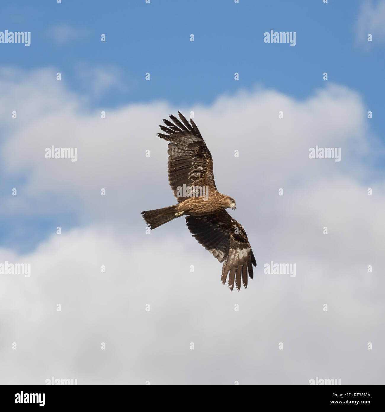 Red kite bird soaring in the sky hi-res stock photography and images ...
