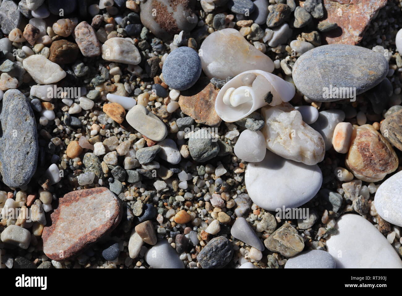 Sea pebble with white shell texture. Beach stones surface. Marine ...
