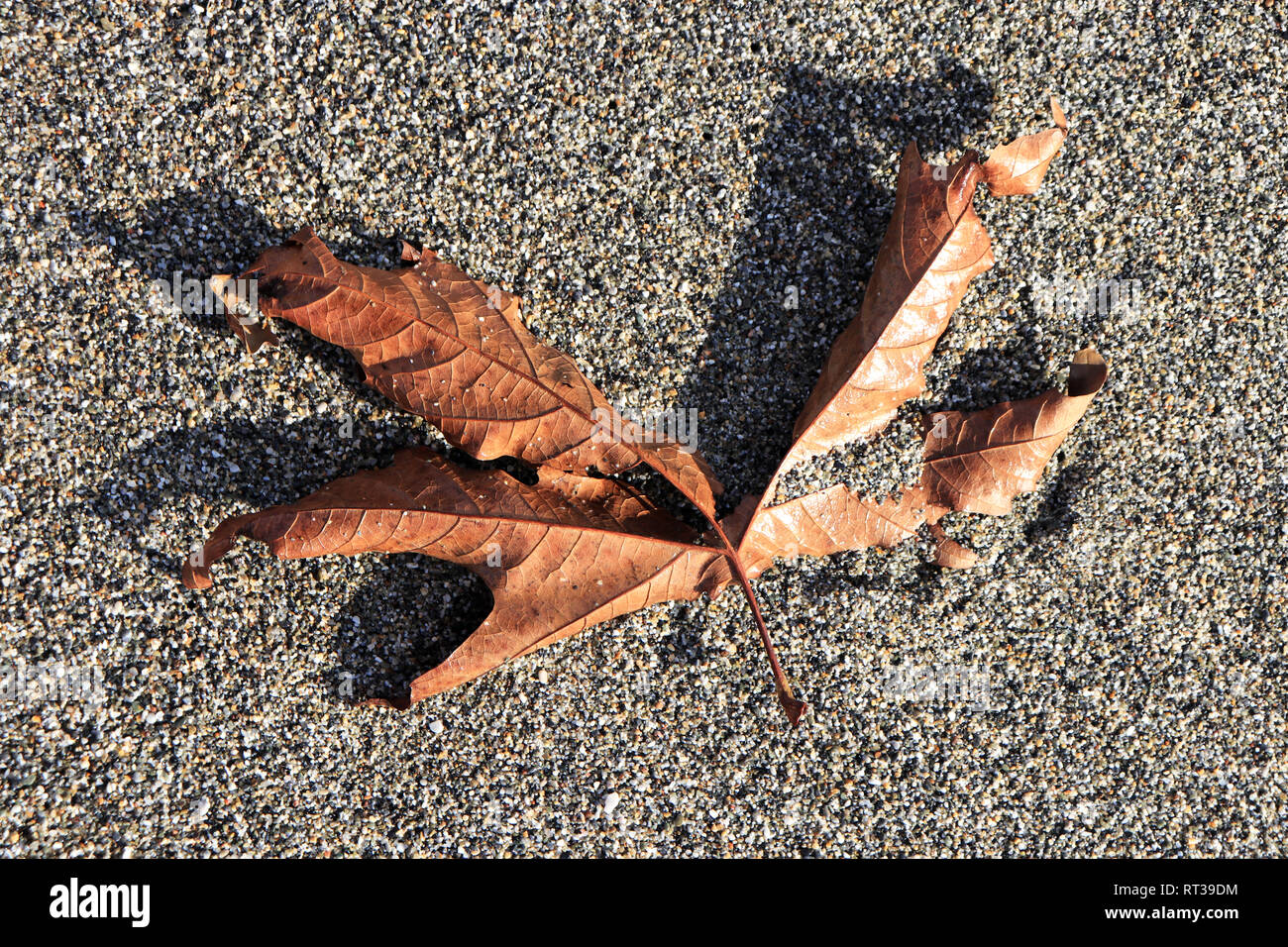 Weathered leaf texture hi-res stock photography and images - Alamy