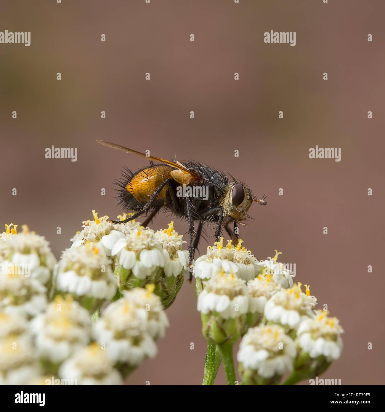 White fuzzy insect hi-res stock photography and images - Alamy