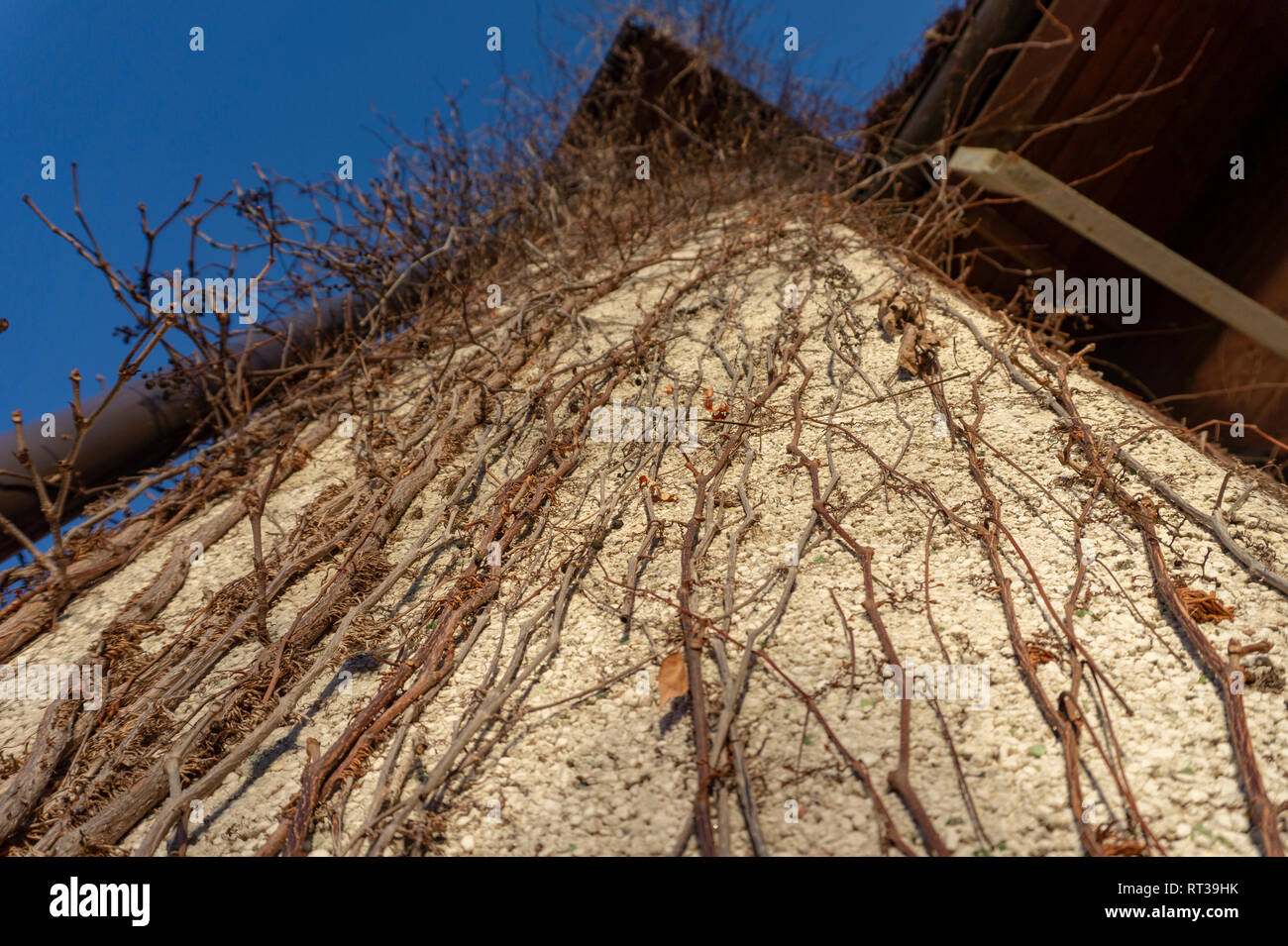 Vines On Brick Wall High Resolution Stock Photography and Images - Alamy