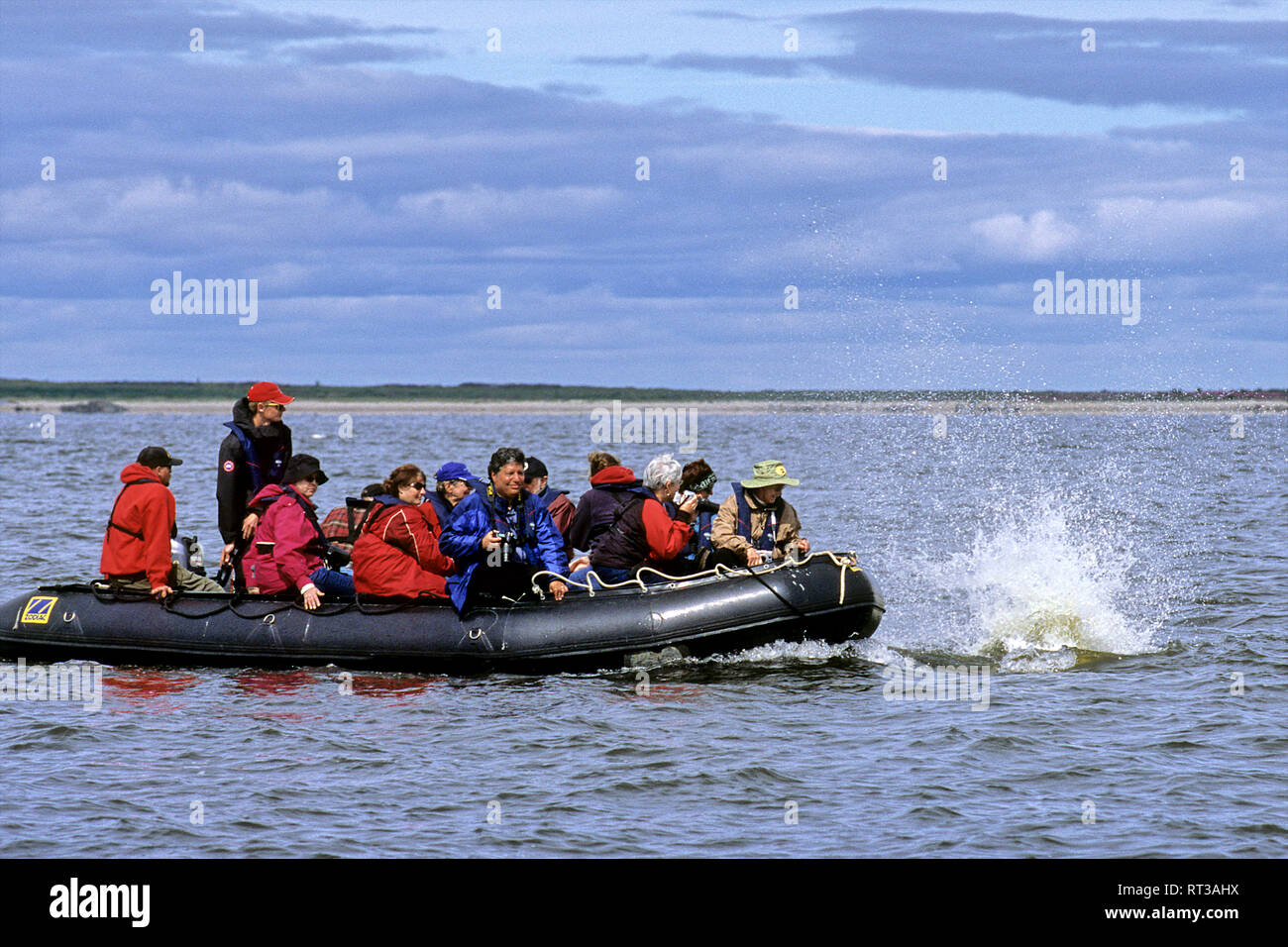 Zodiac with tourists getting wet from splashing Beluga Whale in the ...