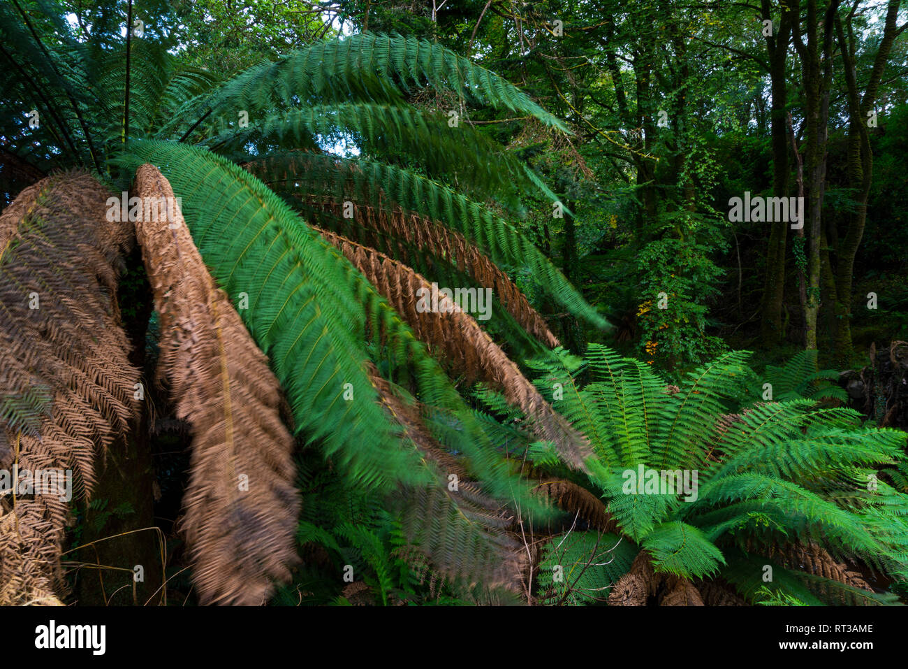 Arborescent Ferns, Kells Bay Gardens, Ring of Kerry, Iveragh Peninsula ...