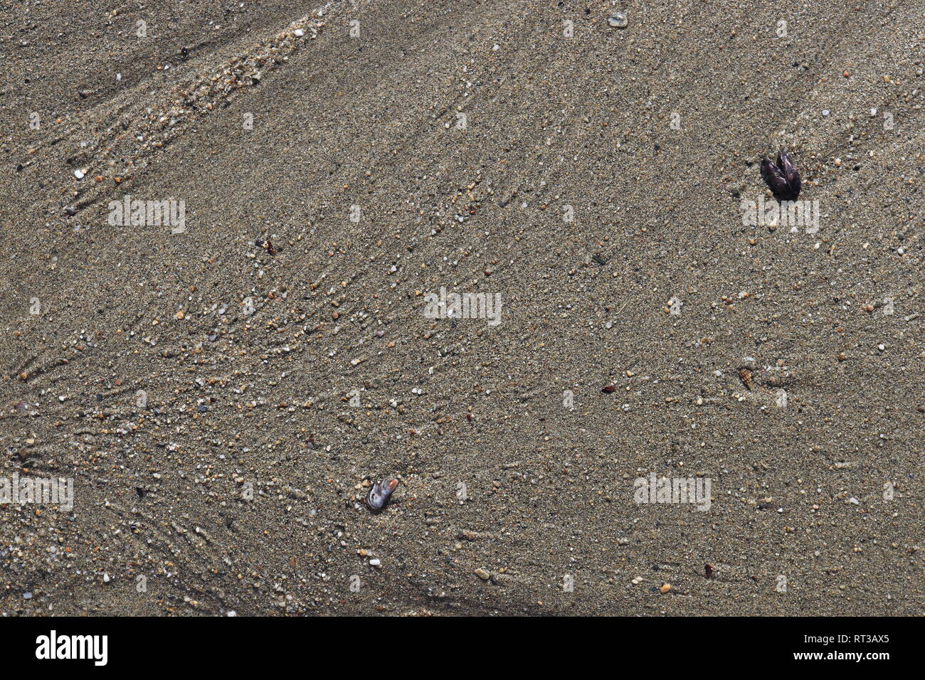 Wet sand with shell water stock texture. Summer beach background Stock ...
