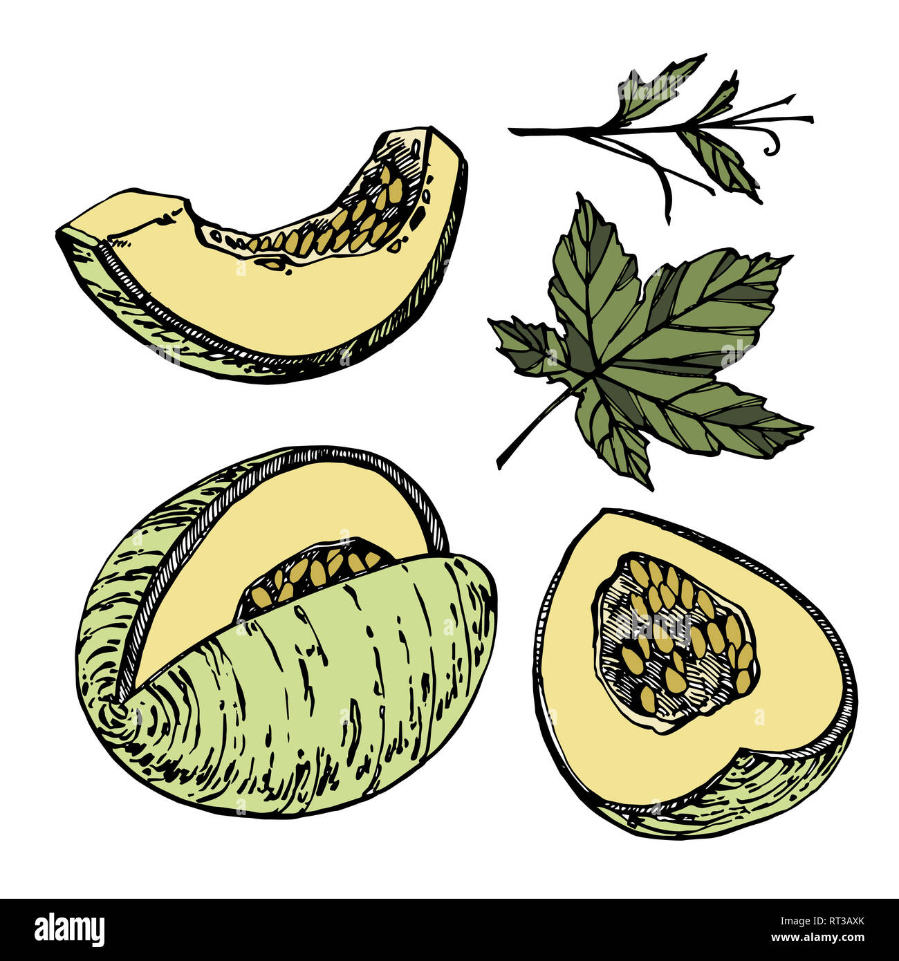 Hand drawn sketch style melon illustrations isolated on white ...