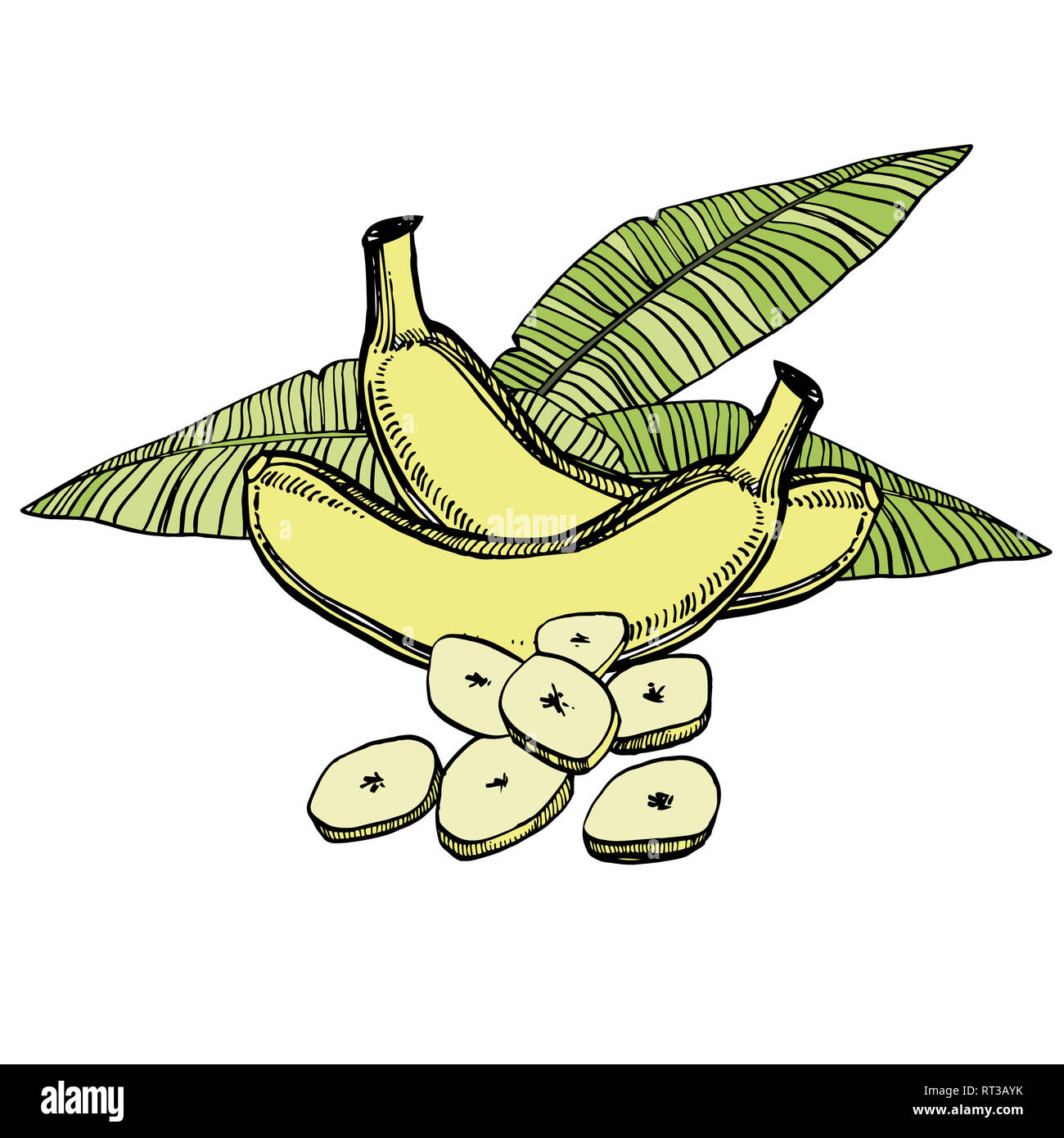 Bananas hand drawn sketch with palm leaf. Sketch tropical food ...