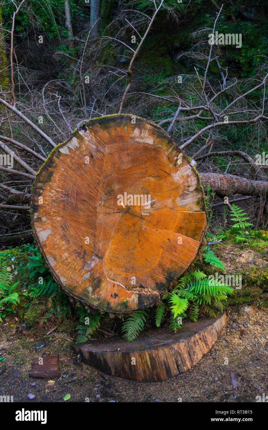 Arborescent Ferns, Kells Bay Gardens, Ring of Kerry, Iveragh Peninsula ...