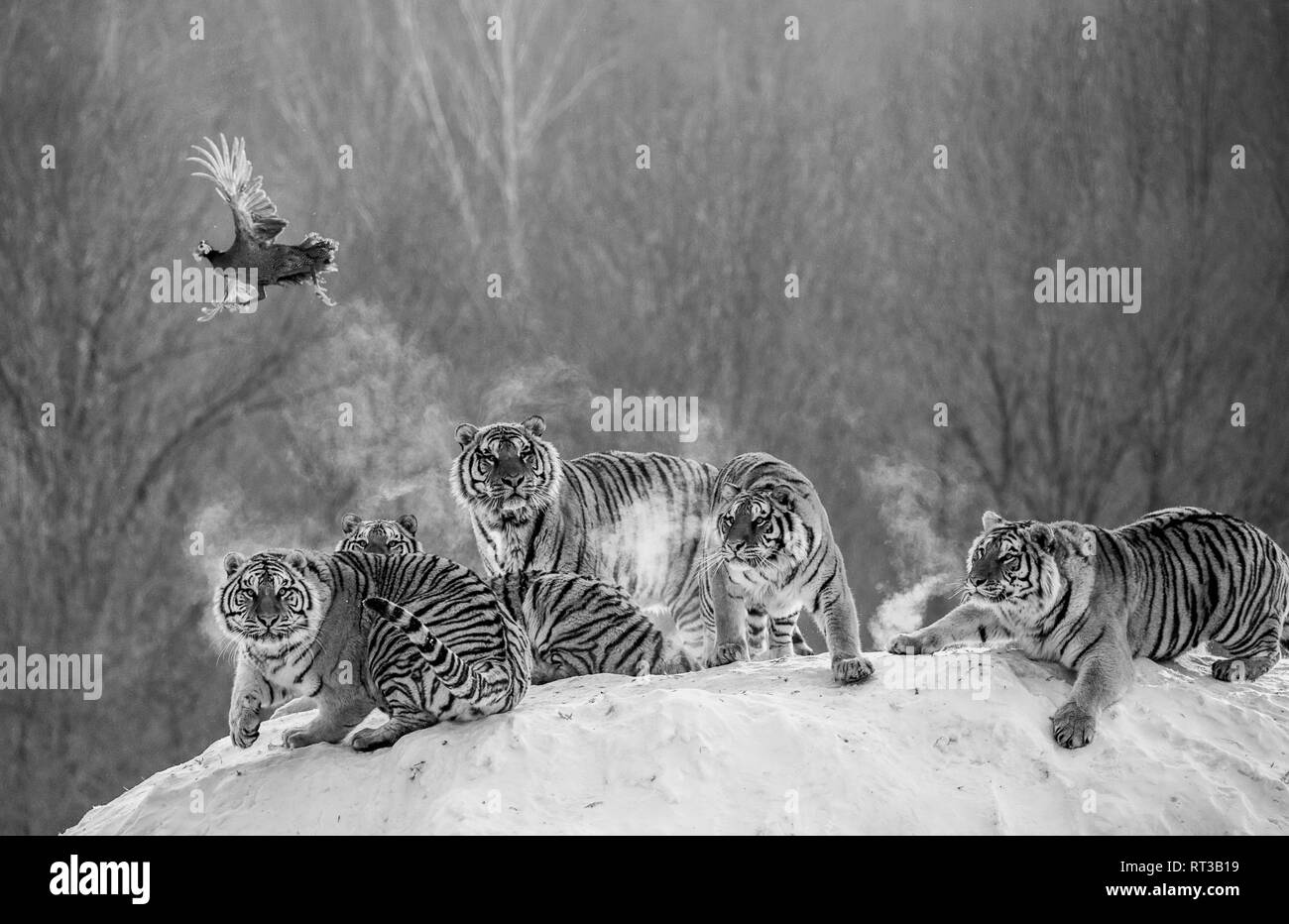Siberian tigers snow hi-res stock photography and images - Alamy
