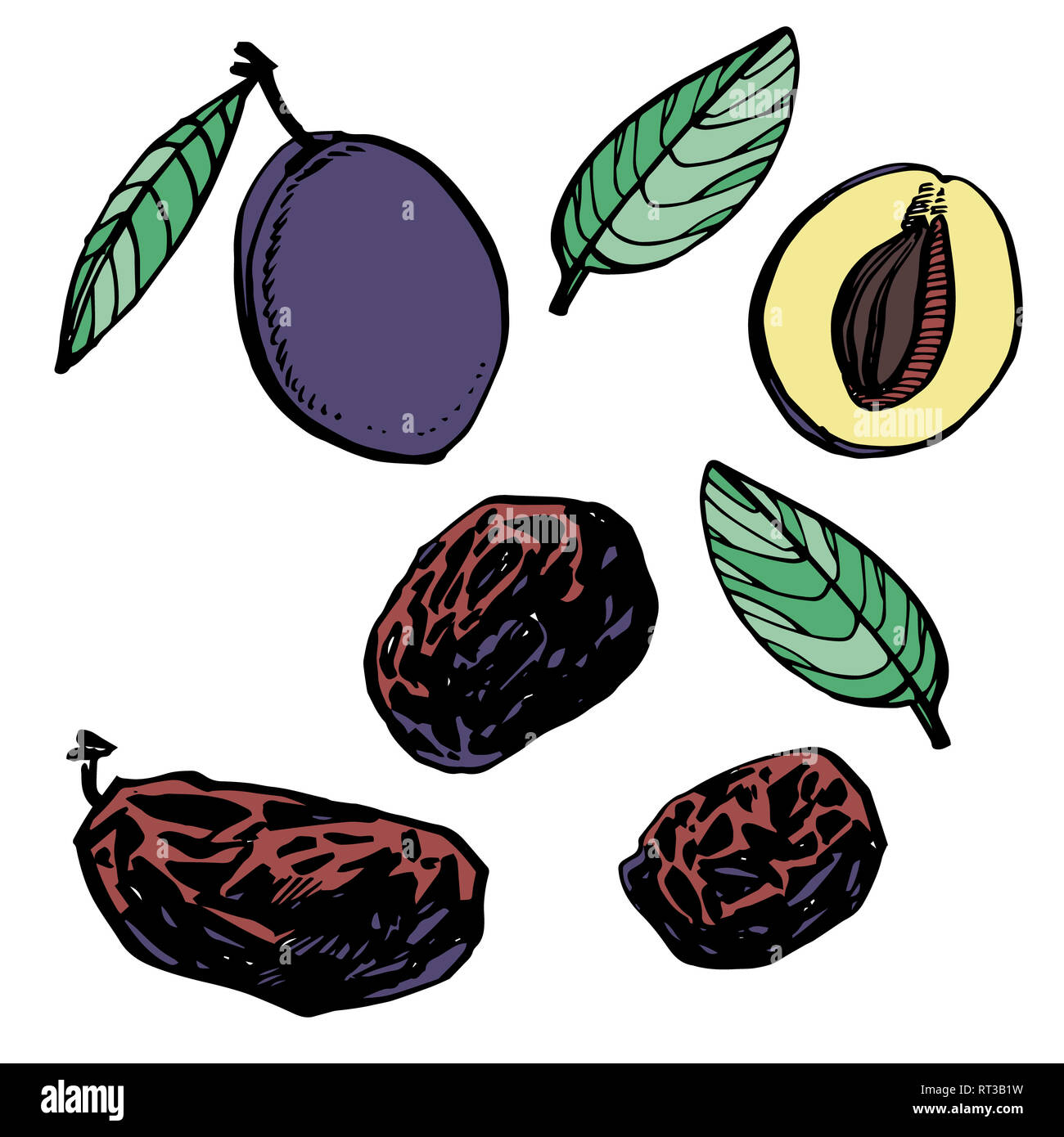 Prunes and plums hand drawn illustration. Ink sketch of nuts. Hand ...