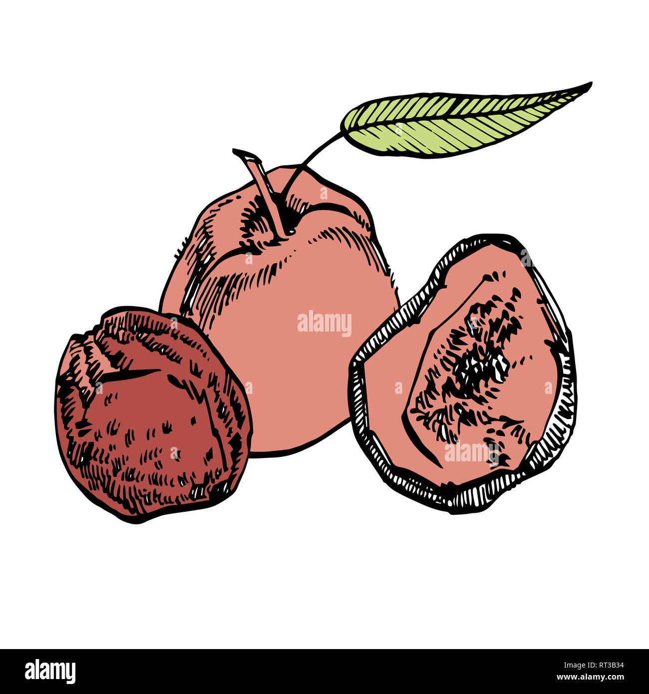 Dried peaches hand drawn illustration. Ink sketch of nuts. Hand drawn ...