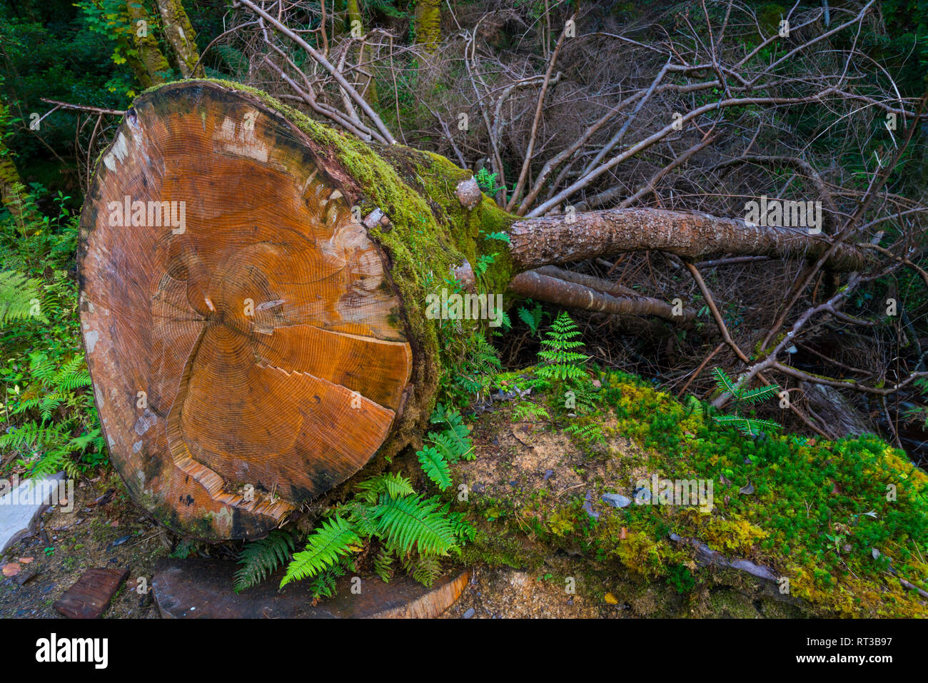 Helecho arborescente arborescent fern hi-res stock photography and ...