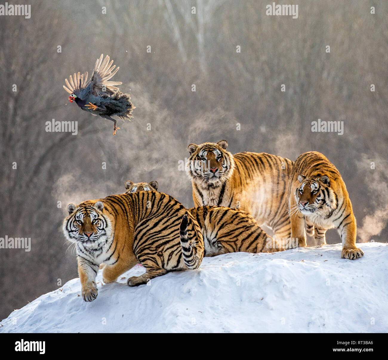 Several siberian tigers are standing on a snow-covered hill and catch ...