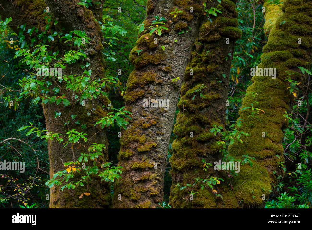 Kells bay gardens kells bay hi-res stock photography and images - Alamy