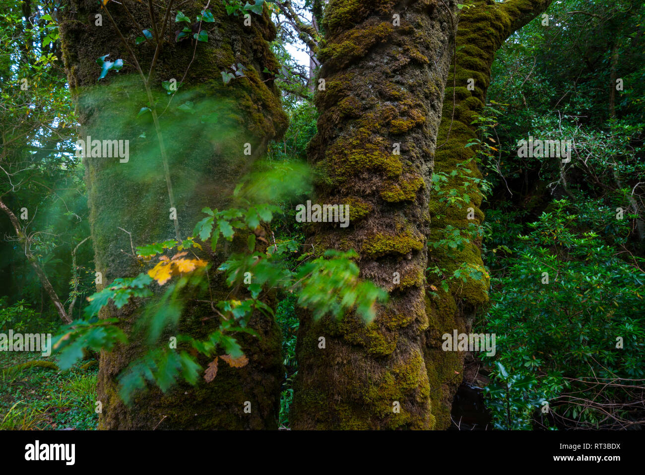 Arborescent Ferns, Kells Bay Gardens, Ring of Kerry, Iveragh Peninsula ...