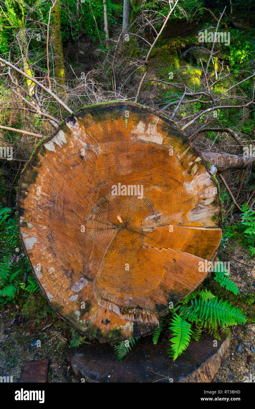 Arborescent Ferns, Kells Bay Gardens, Ring of Kerry, Iveragh Peninsula ...