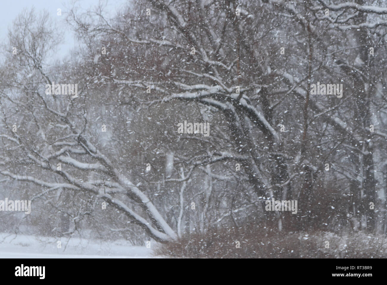 Flying snow with trees landscape. Bad visibility snowy weather Stock ...