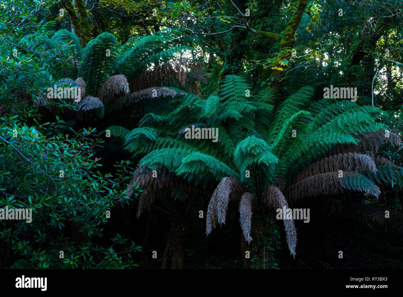 Arborescent Ferns, Kells Bay Gardens, Ring of Kerry, Iveragh Peninsula ...