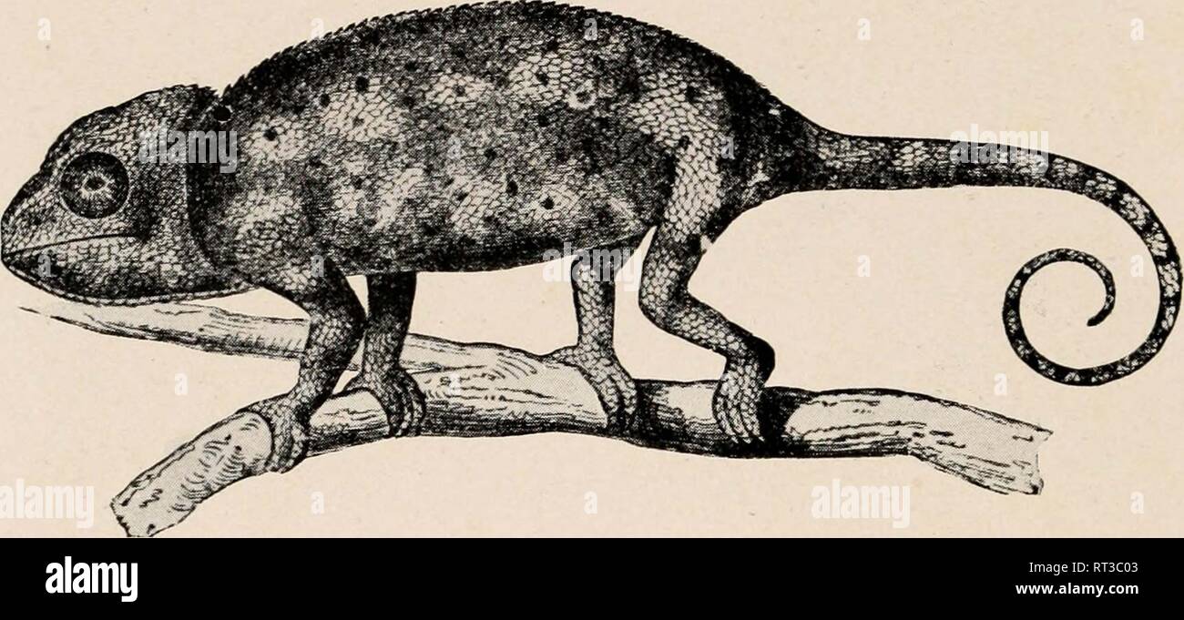 Vintage drawing of a chameleon Stock Photo - Alamy