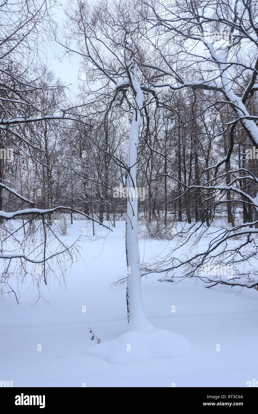 Tree under snow leaning over frozen lake Stock Photo - Alamy