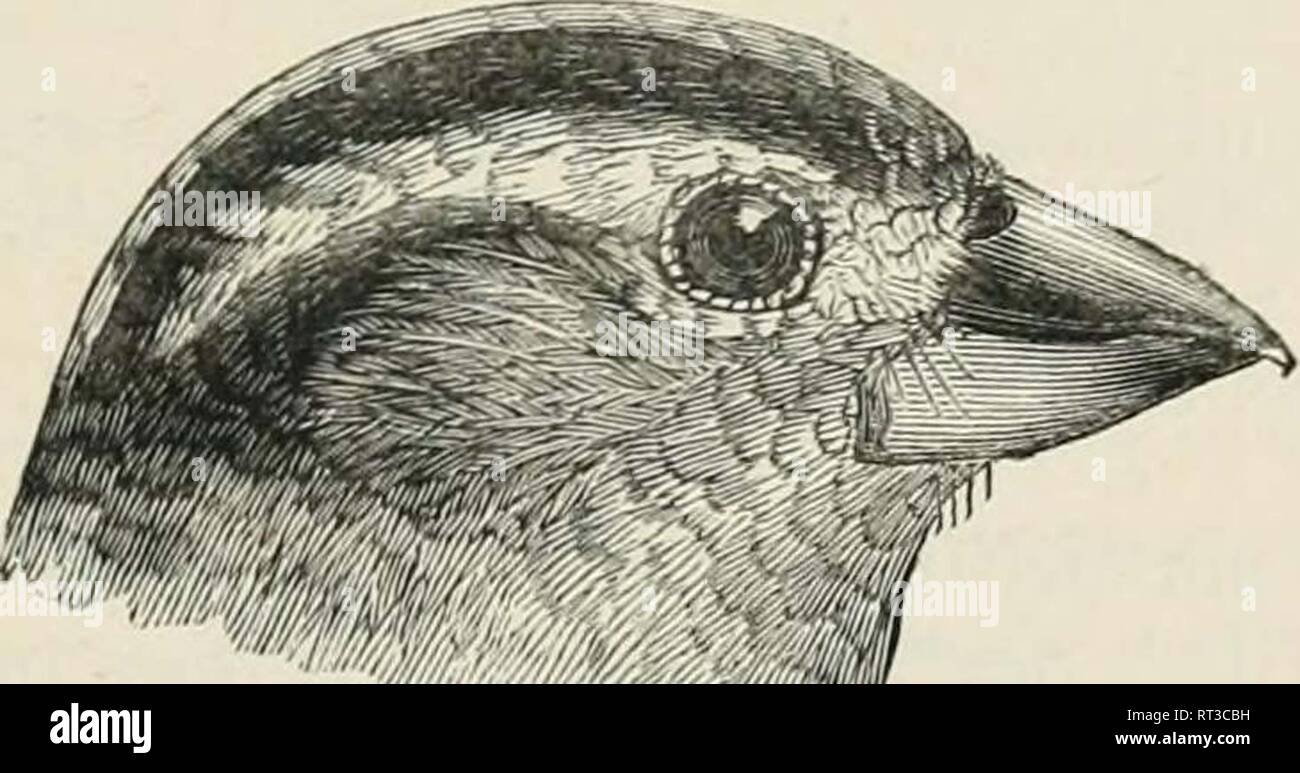 Finch head illustration Stock Photo - Alamy